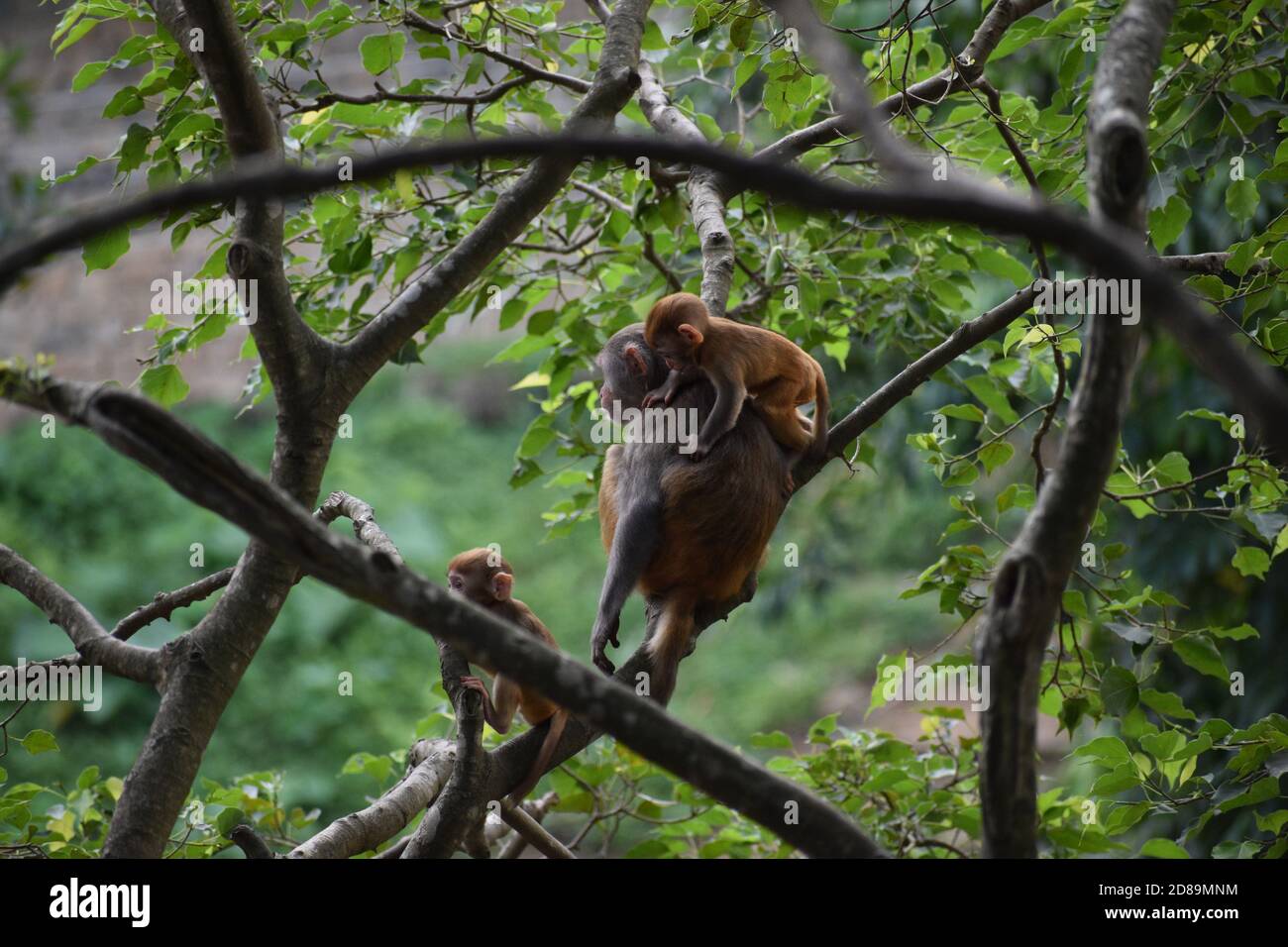 A small monkey family Stock Photo - Alamy