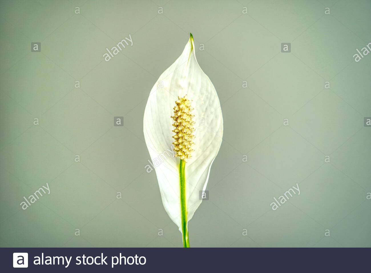 Peace Lily Flower High Resolution Stock Photography and Images - Alamy