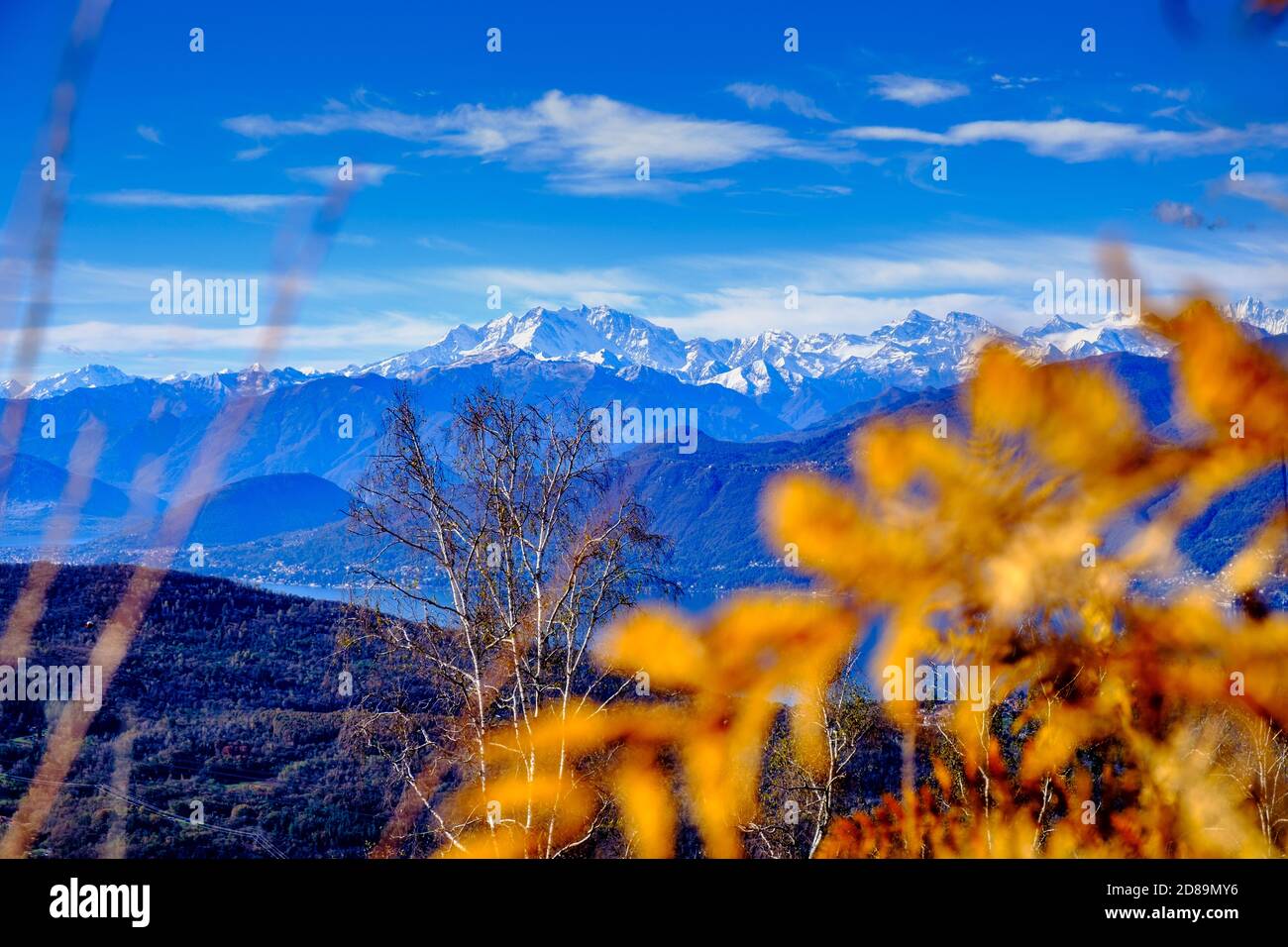 Rosa maggiore hi-res stock photography and images - Alamy