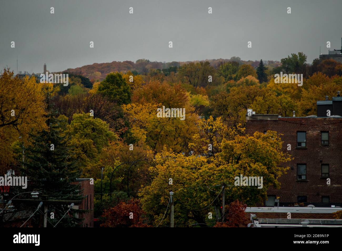 End of Fall colors Stock Photo - Alamy