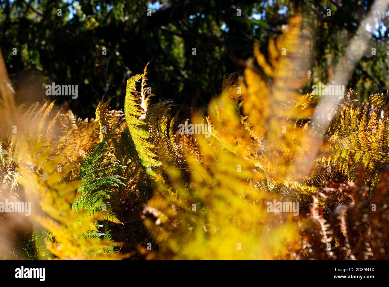 Ferns in deep forest, Northern Italy Stock Photo - Alamy