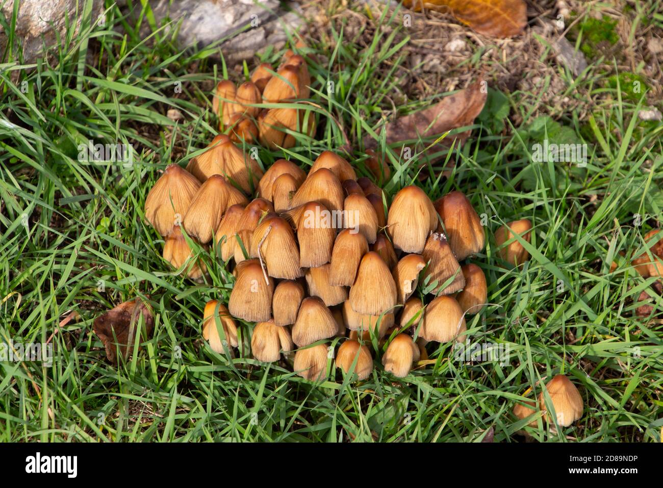 Top view of Glistening inkcap mushrooms in the grass, also called ...