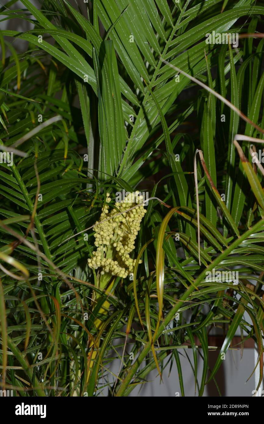 trachycarpus fortunei or chusan palm with abstract yellow flowers and ...