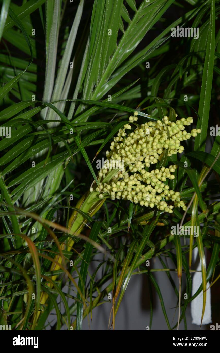 yellow blossoms of a windmill palm also called trachycarpus fortunei ...