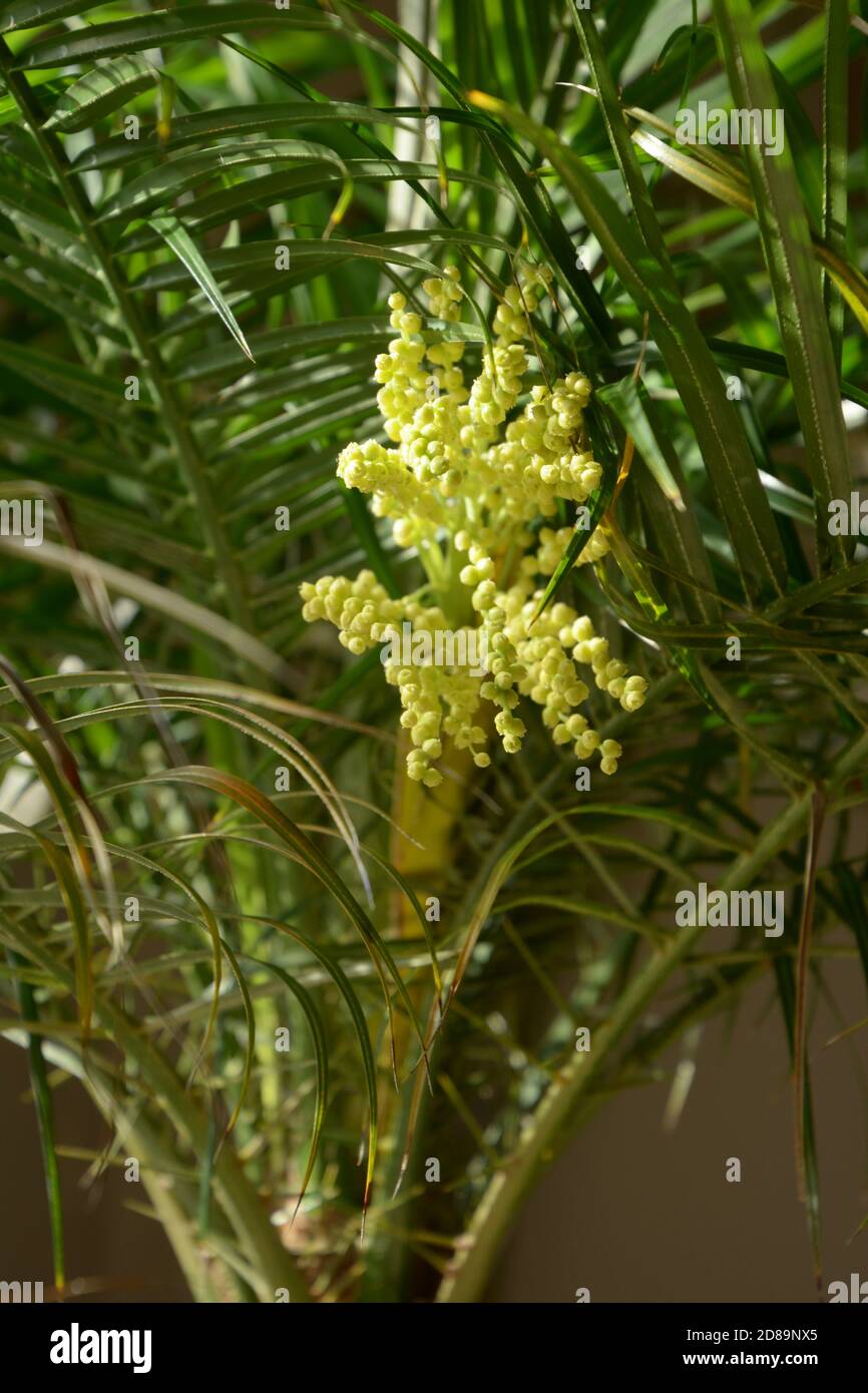 Beautiful blooming Chinese windmill palm or Chusan palm in greenhouse ...