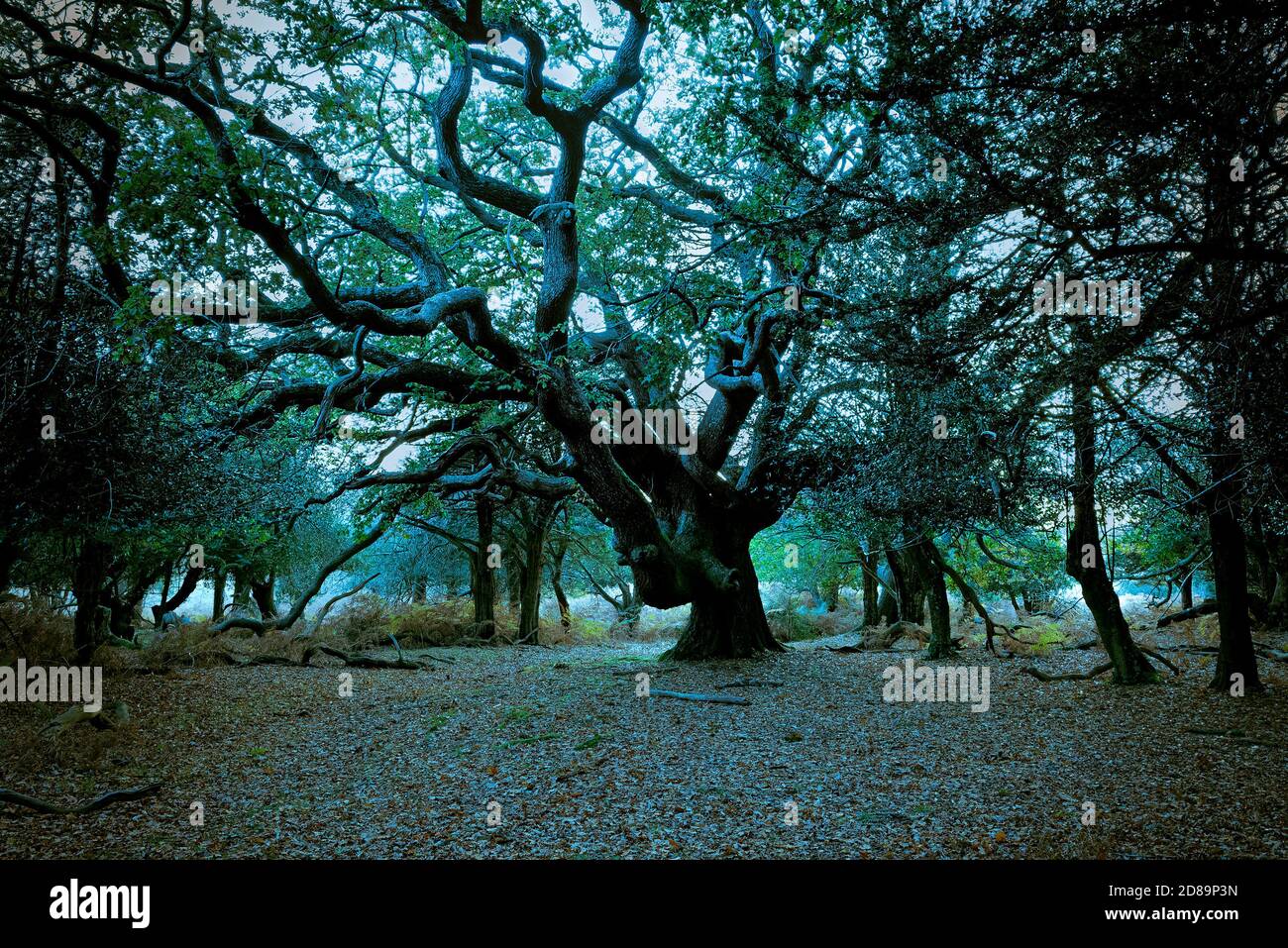 Ancient oak tree in spooky forest at dusk Stock Photo - Alamy