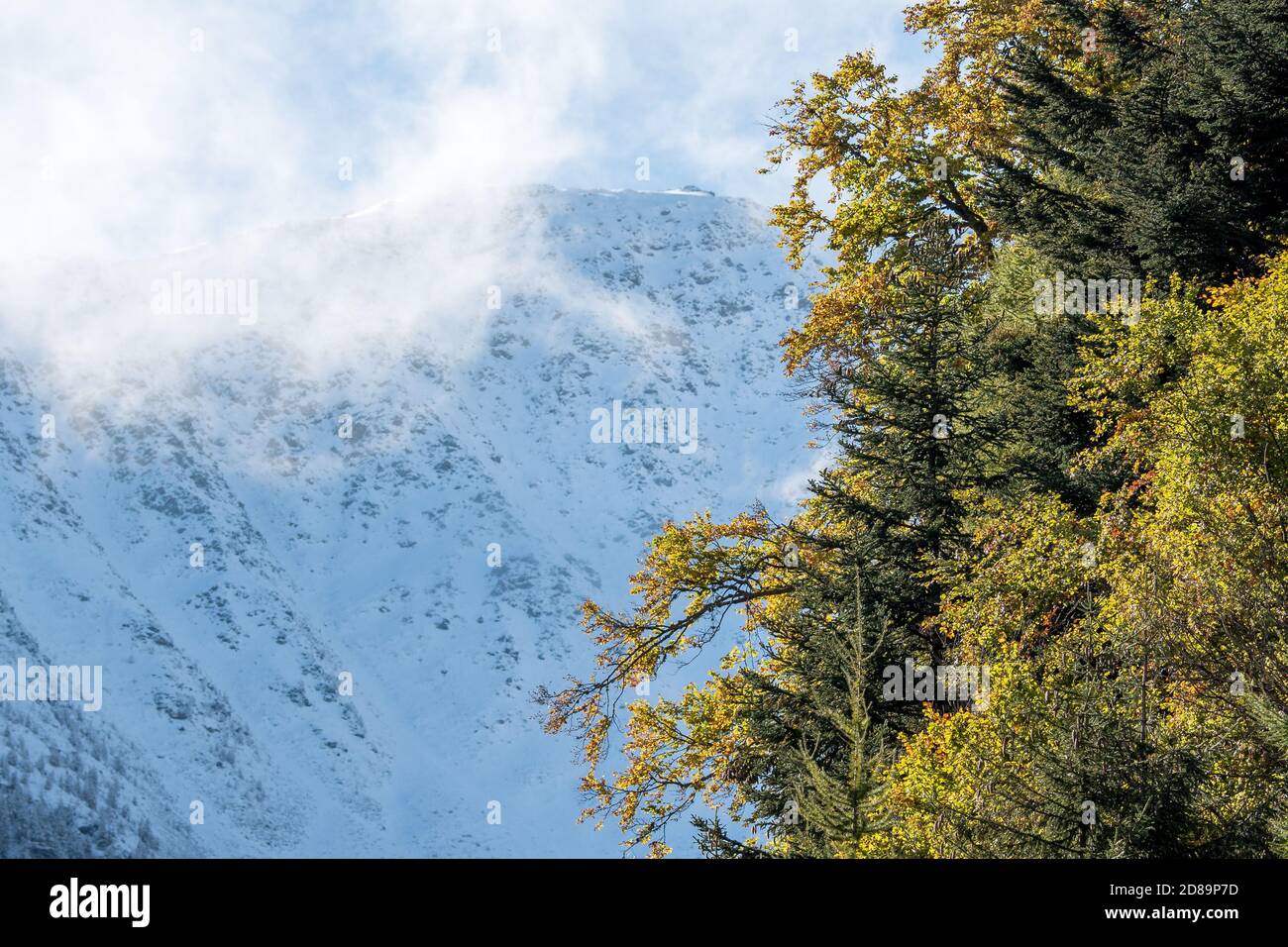 Forest meets mountain hi-res stock photography and images - Alamy
