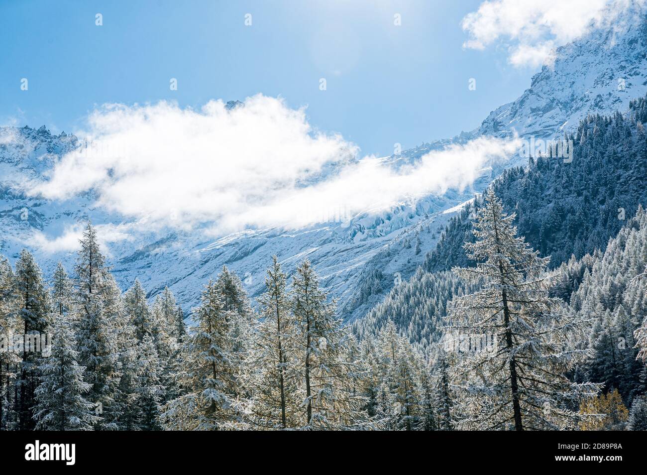 frozen winter forest in Vallée du Trient, Valais Stock Photo - Alamy