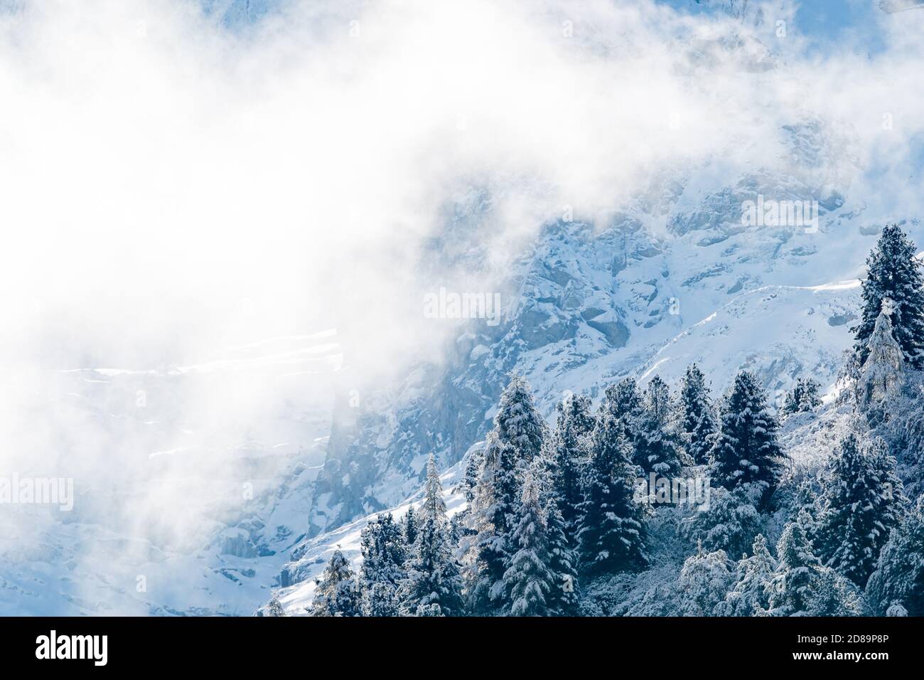 mystic winter trees in Vallée du Trient, Valais Stock Photo - Alamy