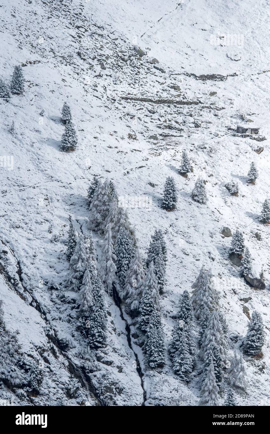 frozen winter forest in Vallée du Trient, Valais Stock Photo - Alamy