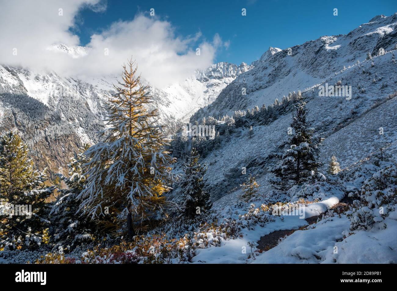 winter forest in Vallée du Trient, Valais Stock Photo - Alamy