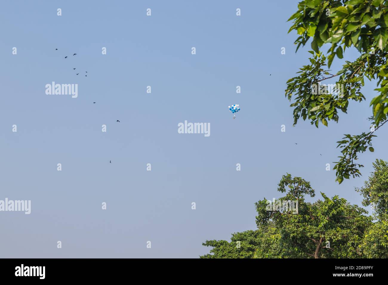 Neelkanth bird hi-res stock photography and images - Alamy