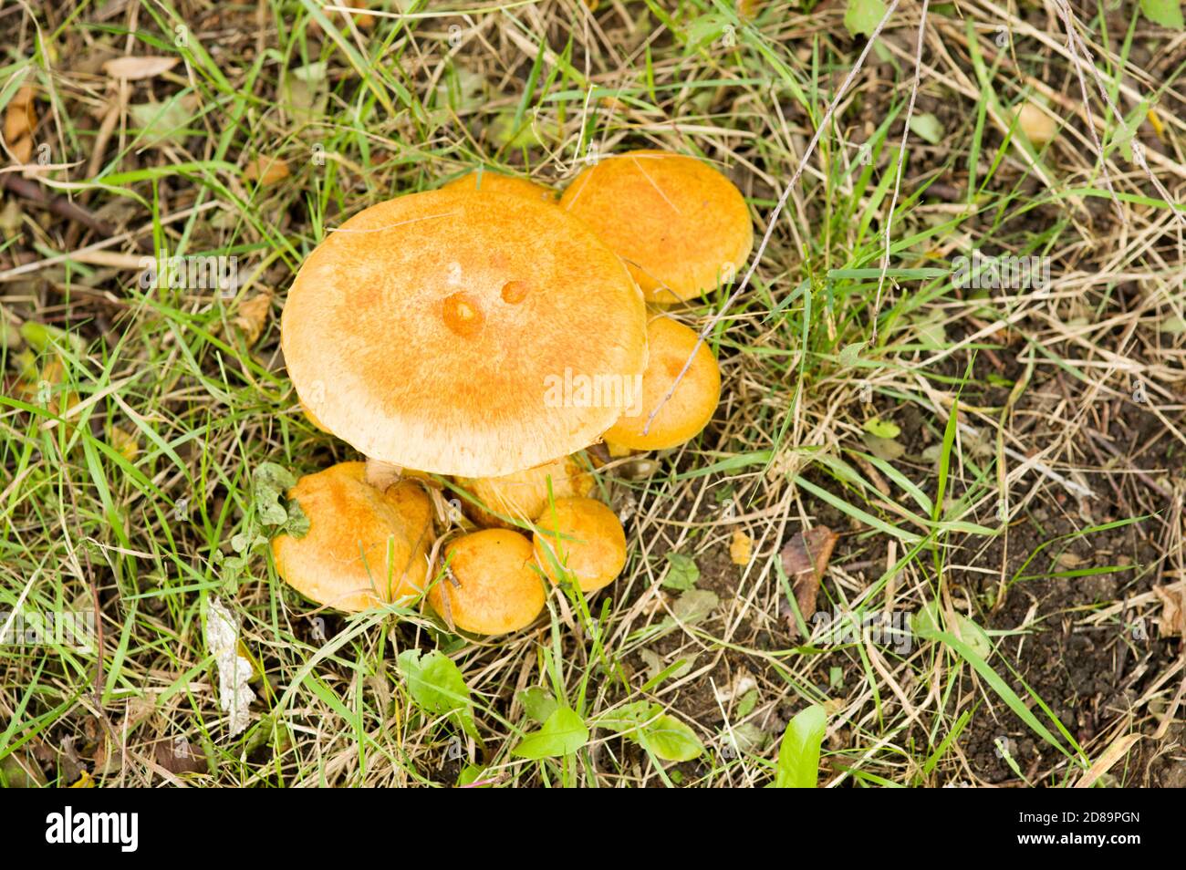 Wild enokitake hi-res stock photography and images - Alamy