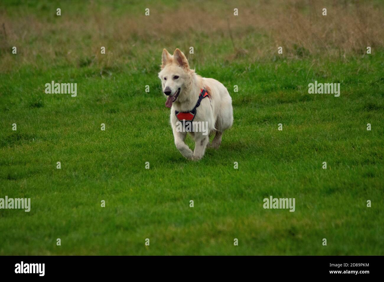 Mutt dogs hi-res stock photography and images - Alamy