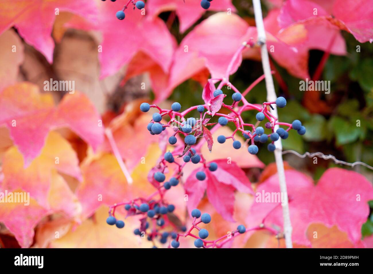 Maple tree spring virginia hi-res stock photography and images - Alamy