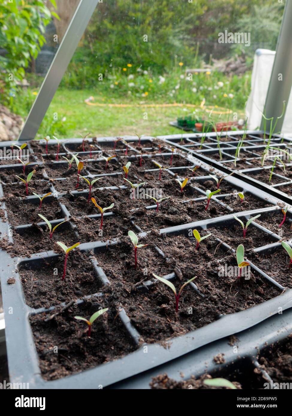 Beetroot seedling hi-res stock photography and images - Alamy