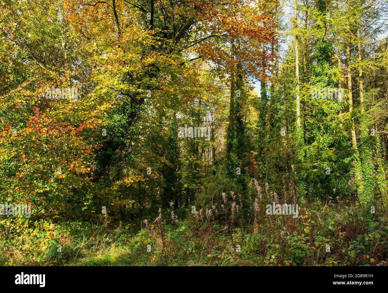 Killykeen forest park hi-res stock photography and images - Alamy