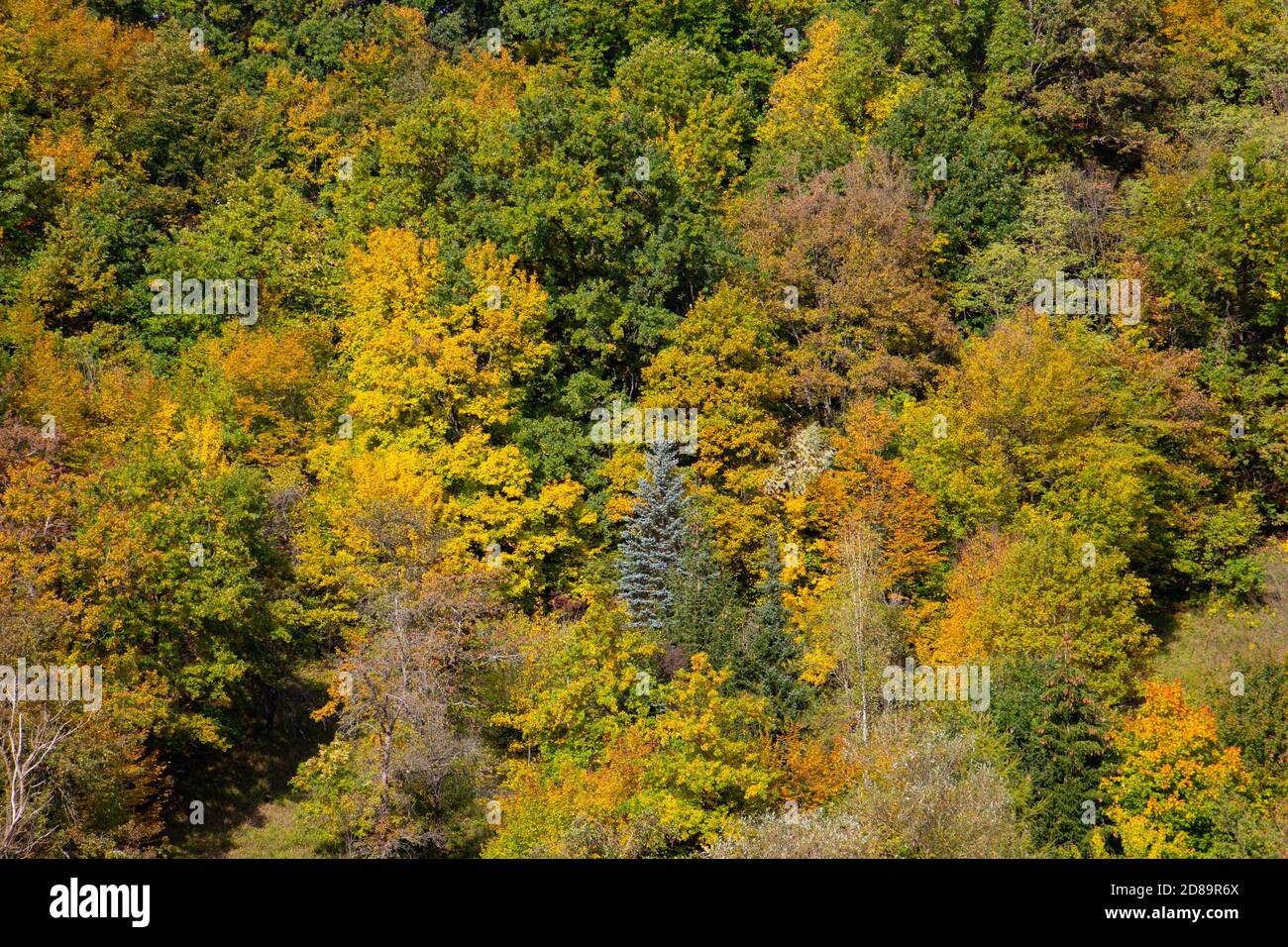 Hillside with autumn forest colors for natural background Stock Photo ...