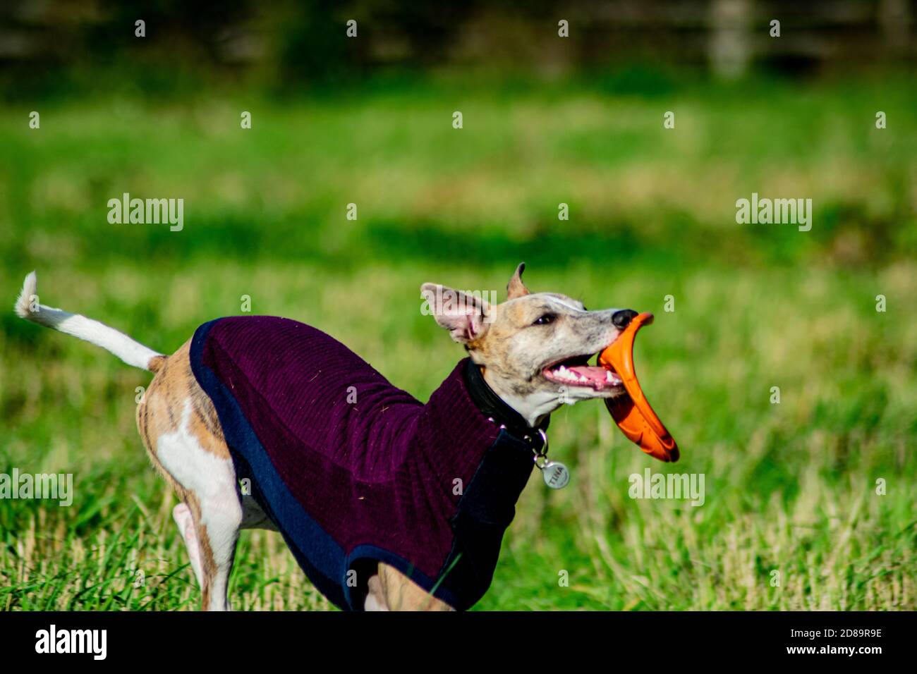 Lurchers hi-res stock photography and images - Alamy