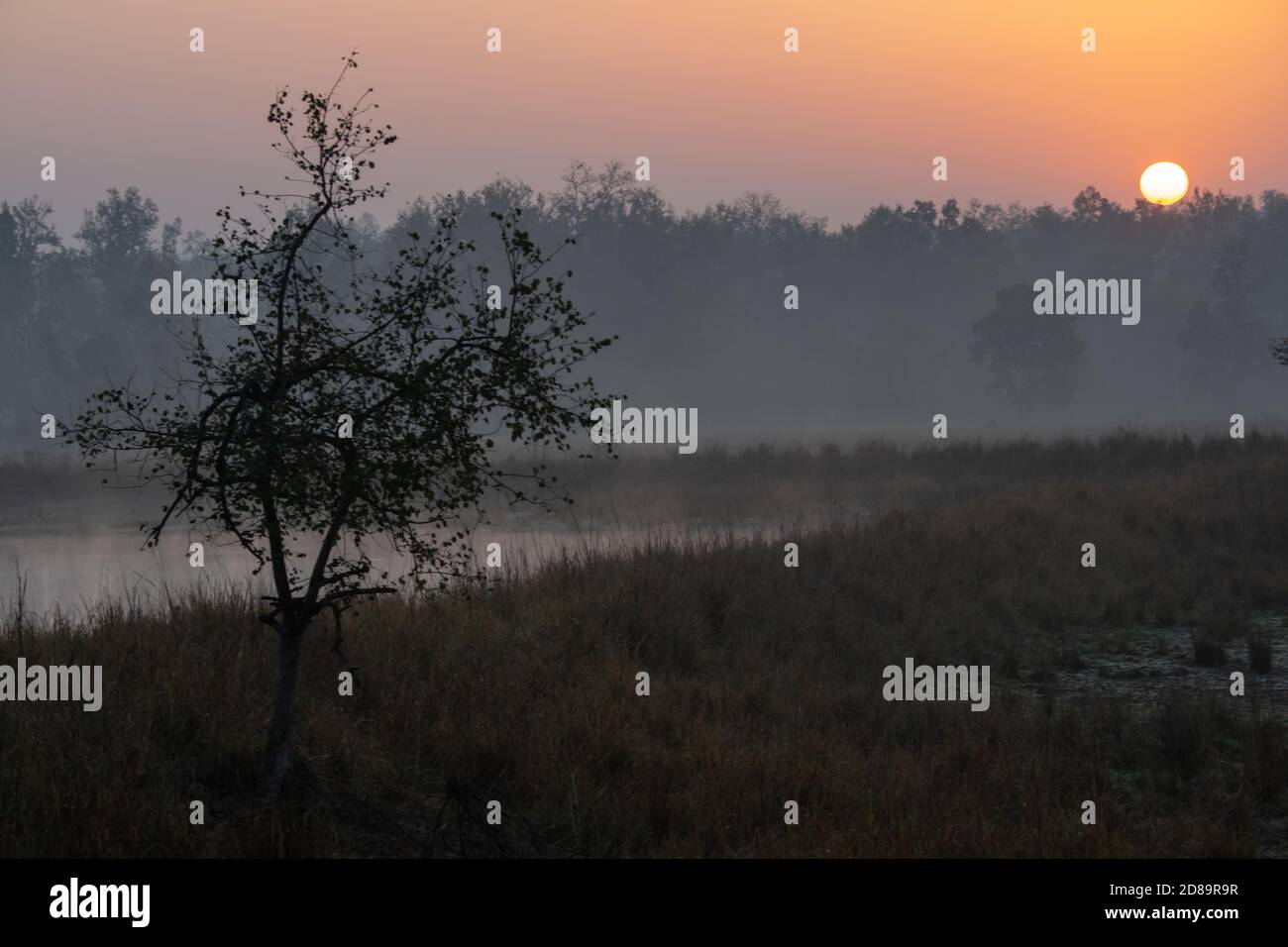 Sunset in India's National park Stock Photo - Alamy