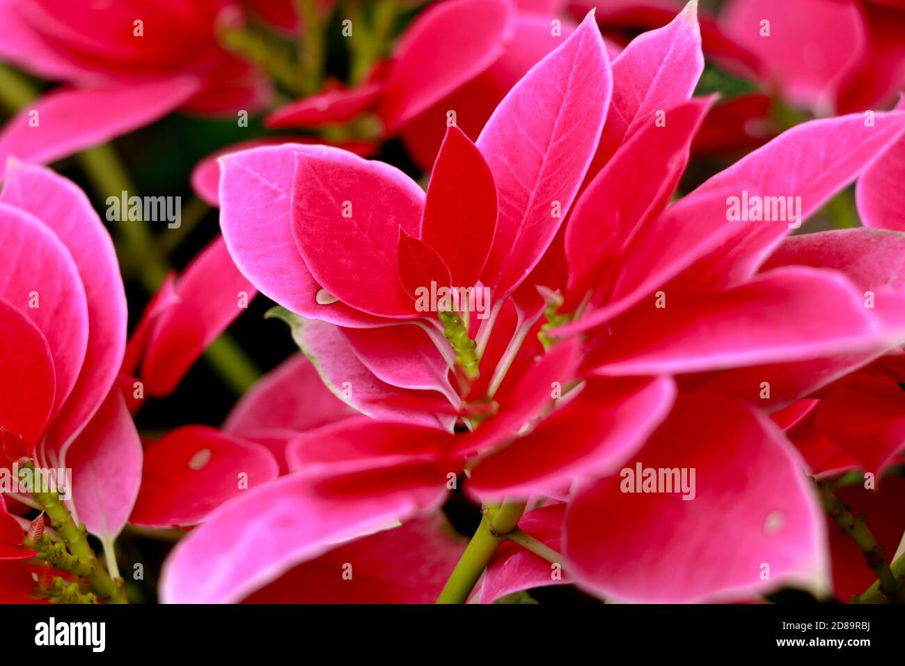 Red color leaves of poinsettia or Euphorbia pulcherrima plants ...