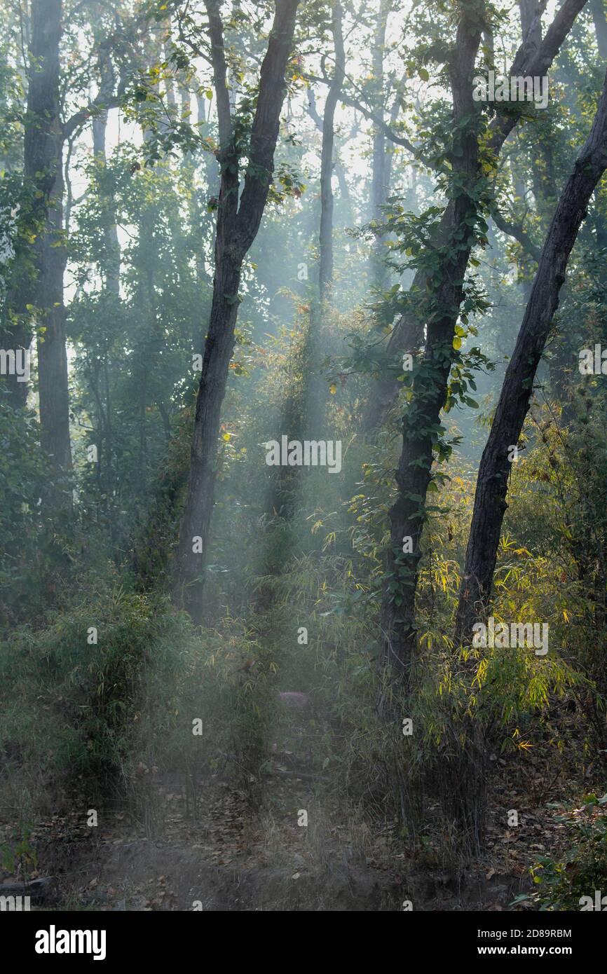 Early morning in the forest of India Stock Photo - Alamy