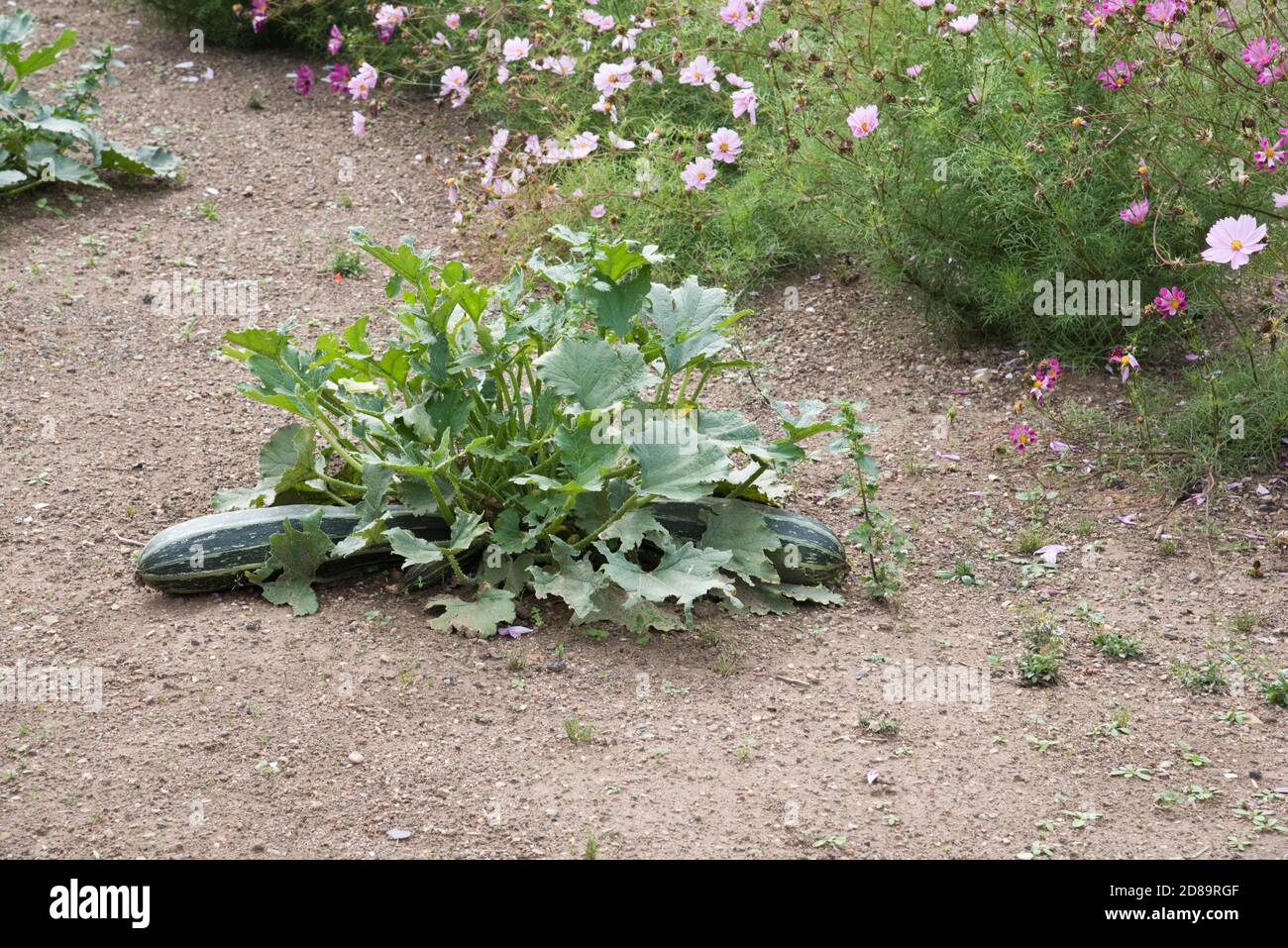 Marrows growing in the veg plot Stock Photo - Alamy