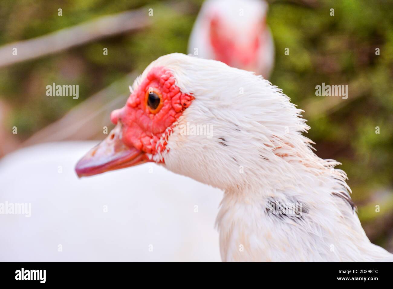 Muskovy duck hi-res stock photography and images - Alamy
