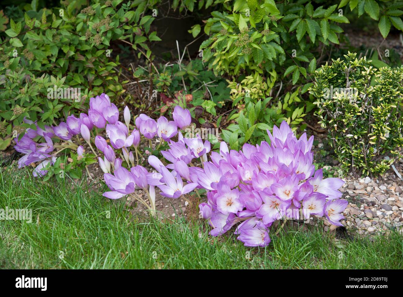 Autumn crocus (Colchicum autumnale Stock Photo - Alamy