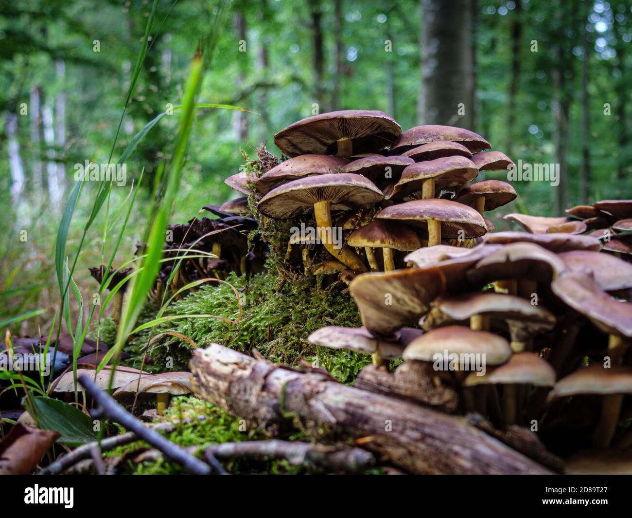 Closeup of wild mushrooms growing in a forest captured during the ...