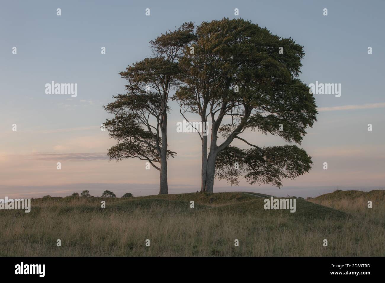 Two trees coming together as one Stock Photo - Alamy