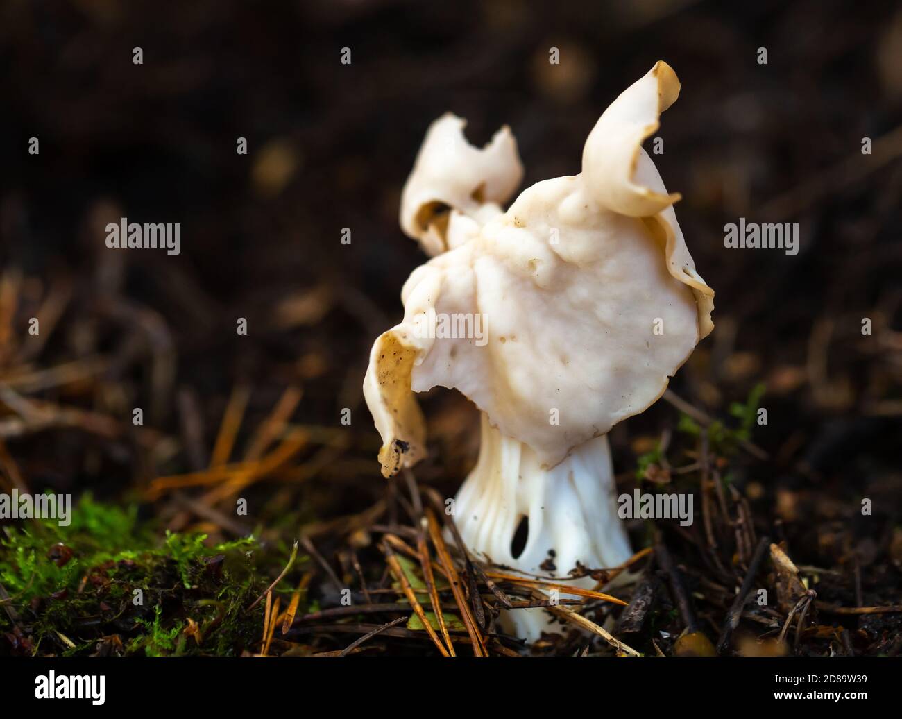 Helvellaceae hi-res stock photography and images - Alamy