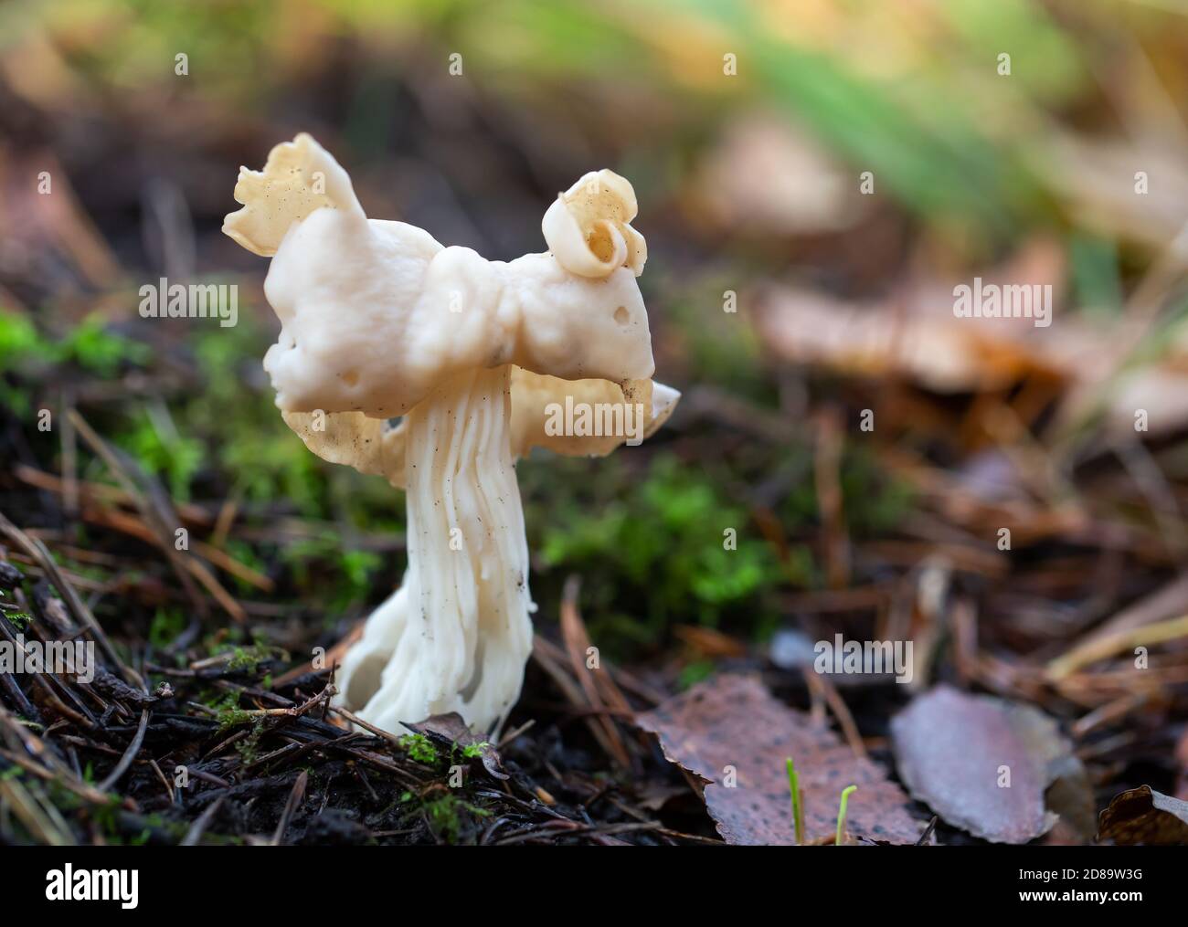 Helvella crispa fungi hi-res stock photography and images - Alamy