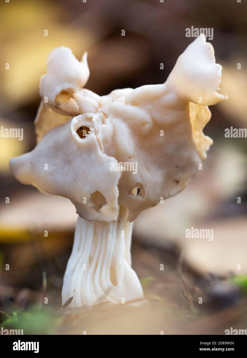 Helvella crispa fungi hi-res stock photography and images - Alamy