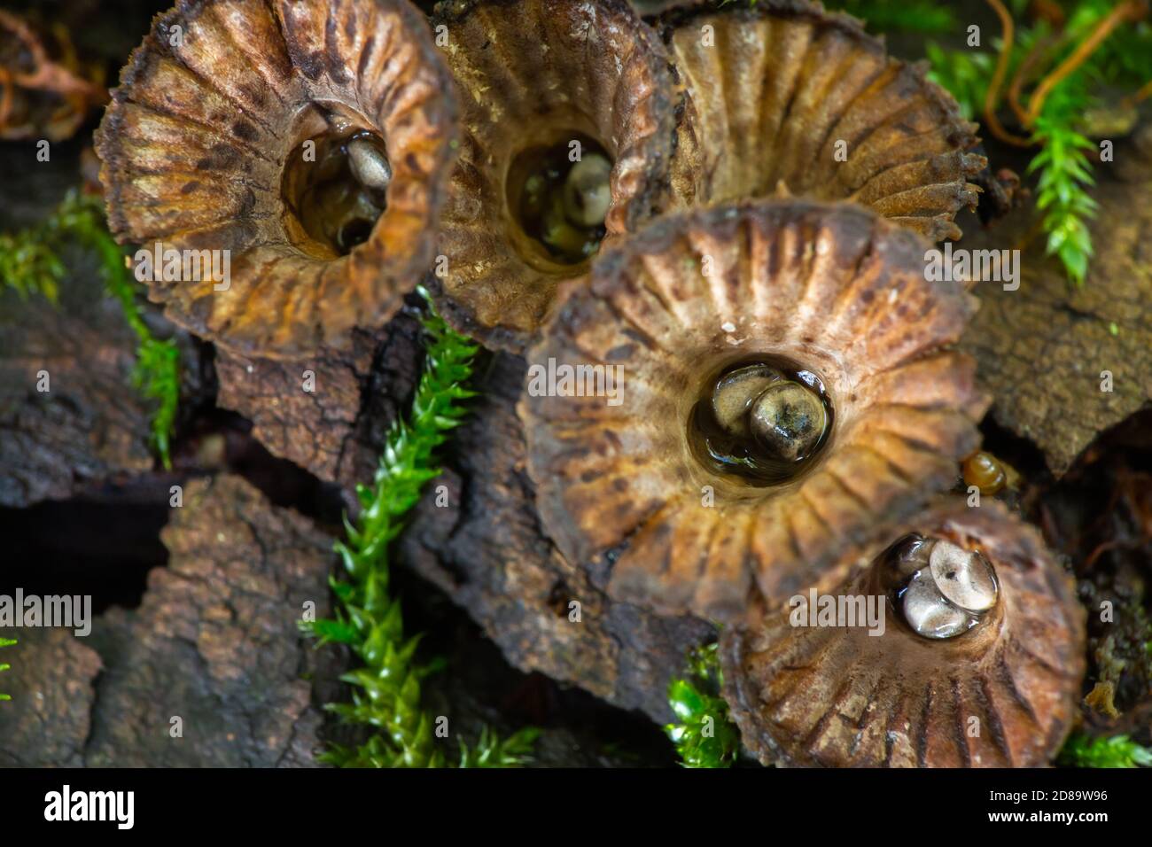 Cyathus hi-res stock photography and images - Alamy