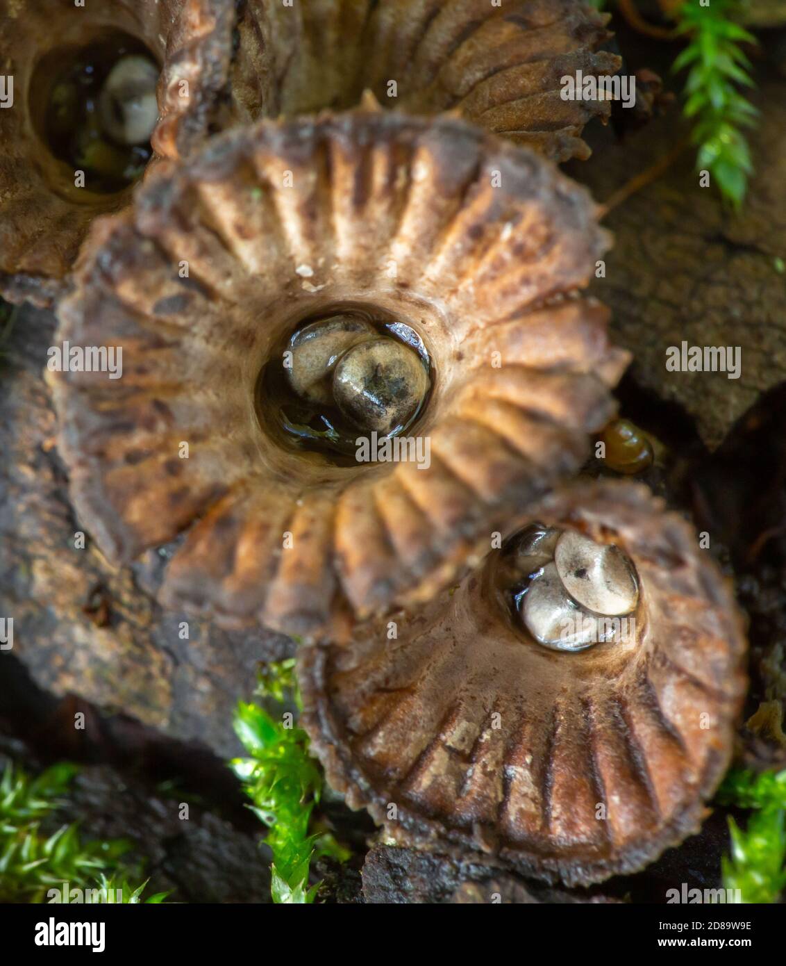 Cyathus striatus hi-res stock photography and images - Alamy