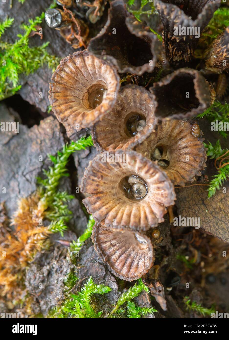 Cyathus striatus hi-res stock photography and images - Alamy