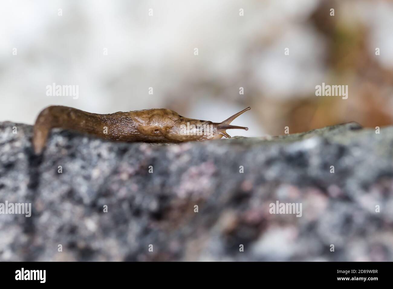 Eupulmonata hi-res stock photography and images - Alamy