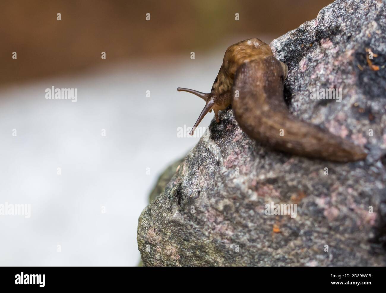 Eupulmonata hi-res stock photography and images - Alamy