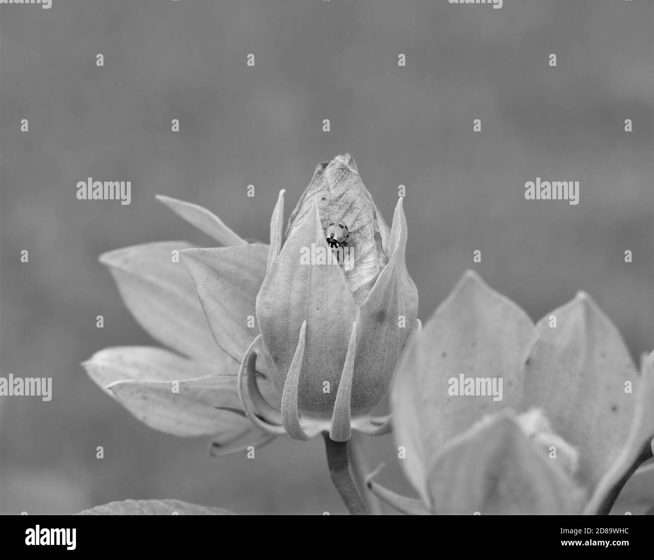 Spring time in black Black and White Stock Photos & Images - Alamy