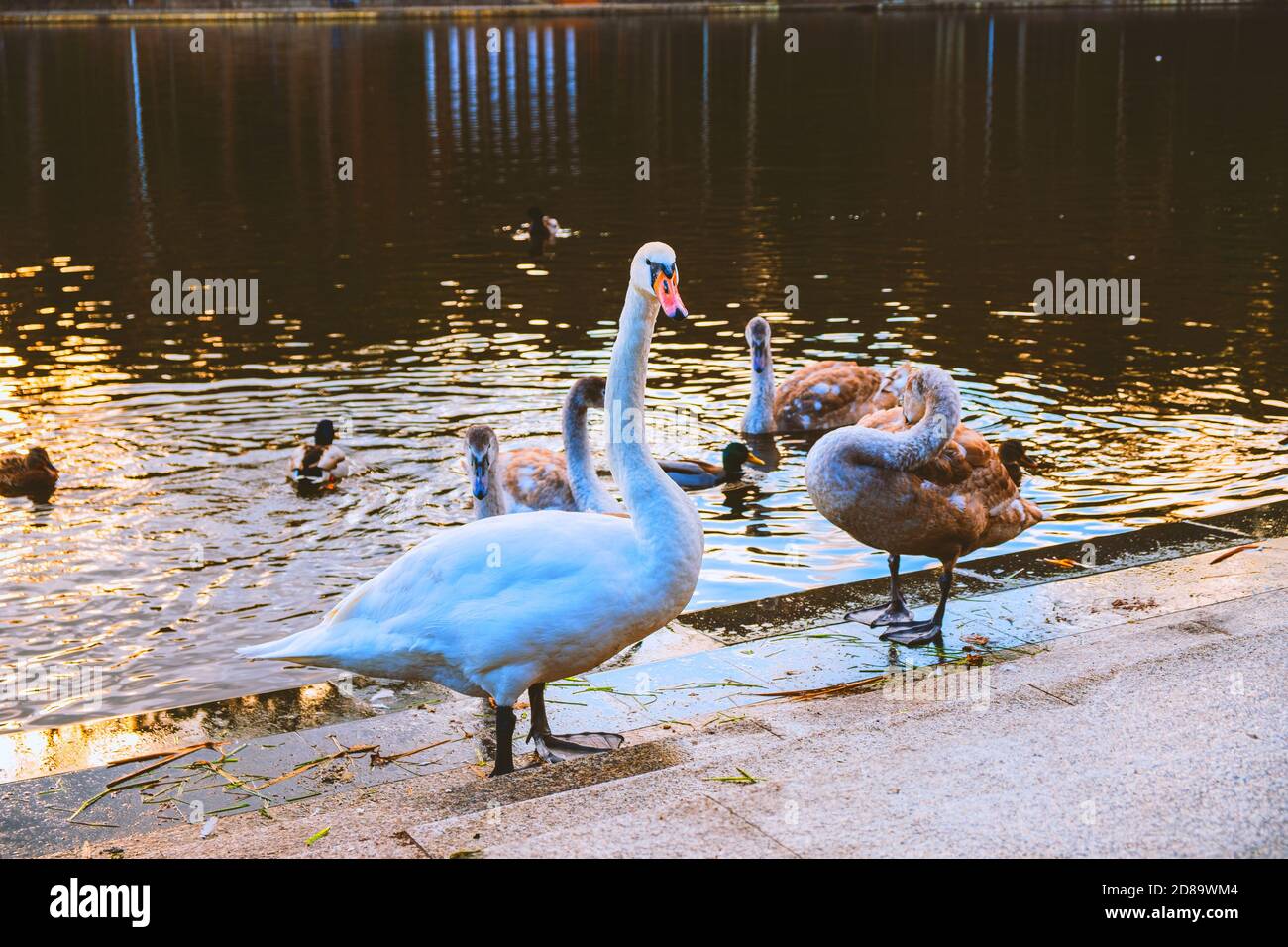 Fauna baltica hi-res stock photography and images - Alamy