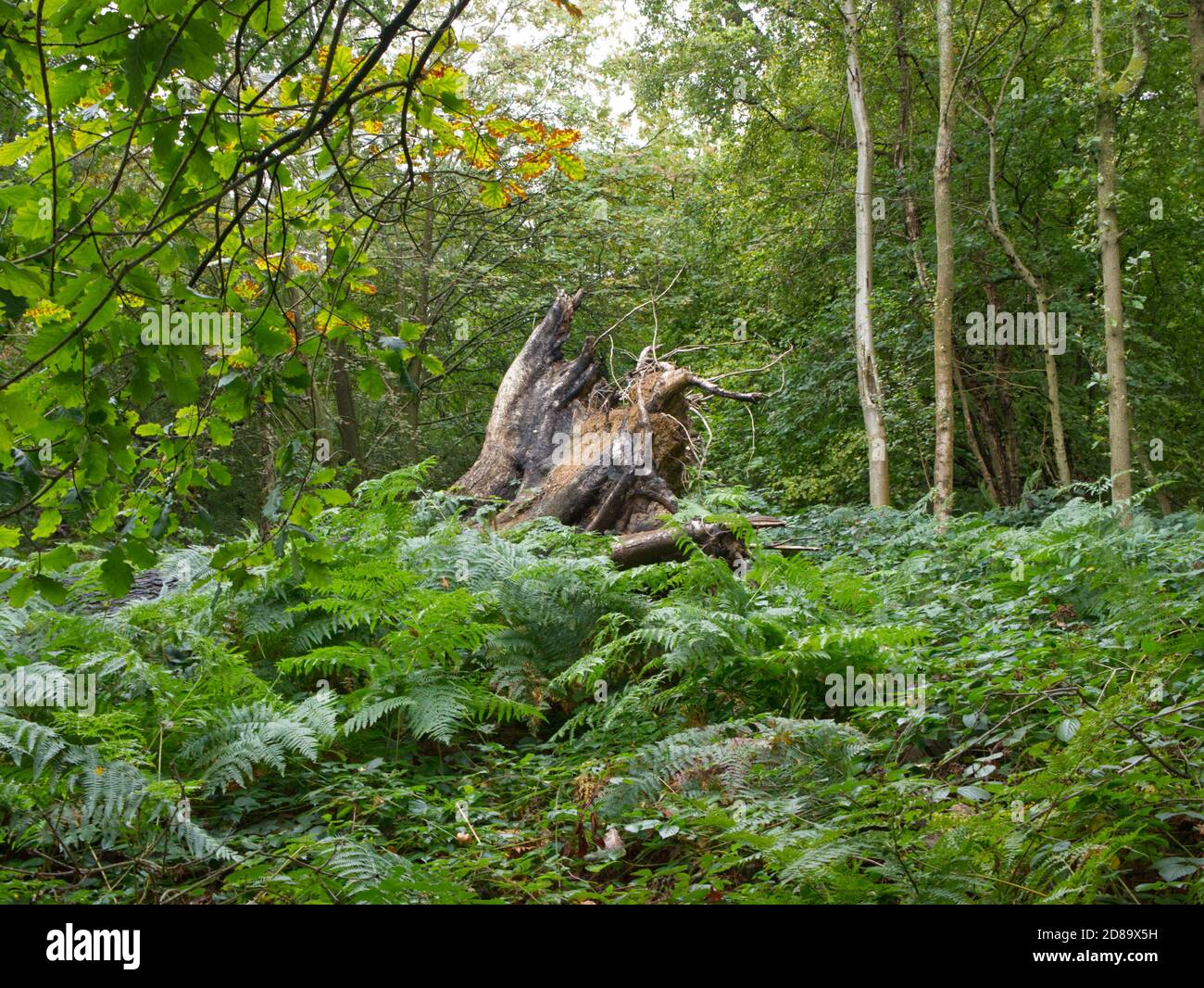 Kenwood House, Hampstead Heath, London. Stately home Parkland of ...