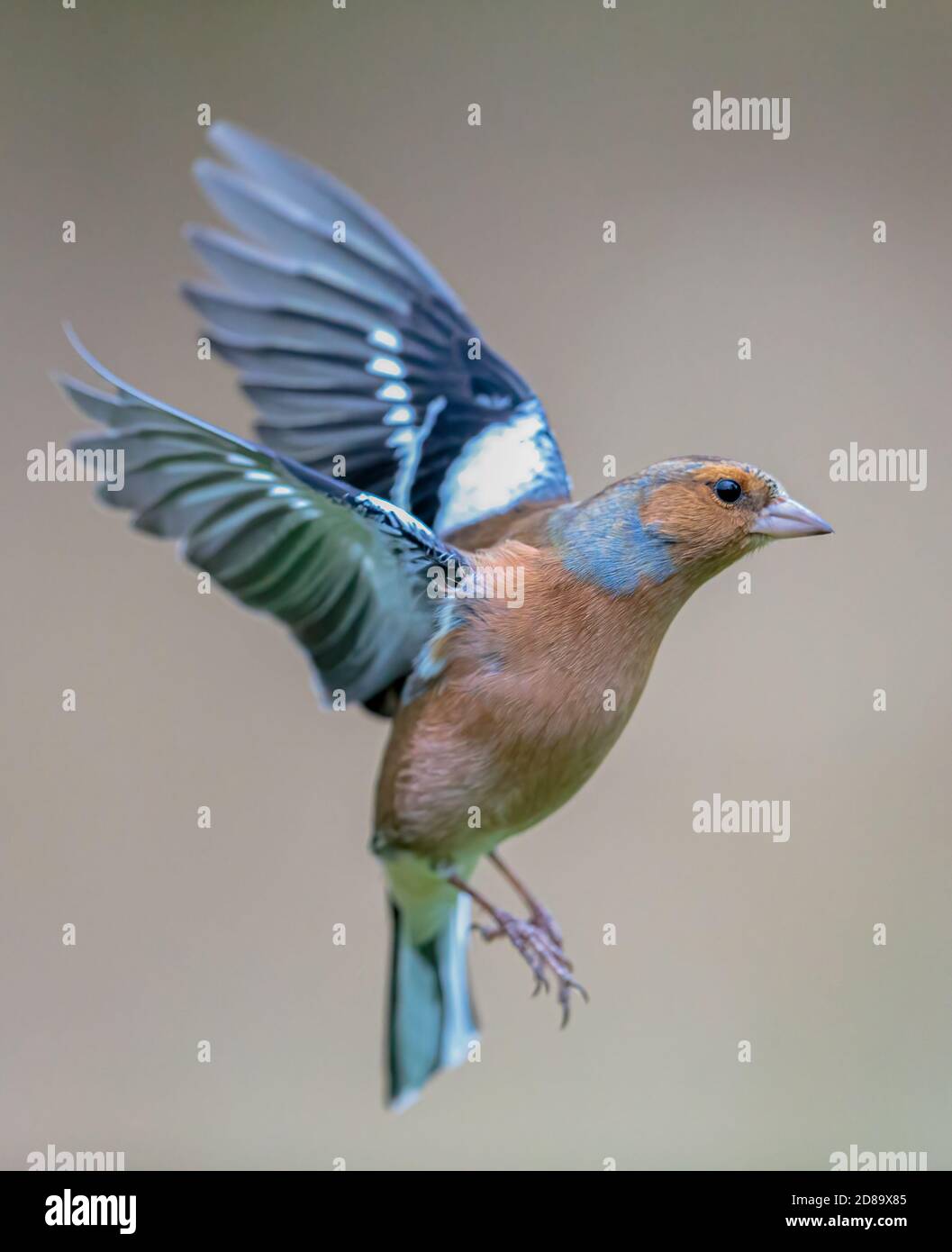Chaffinch in mid flight Stock Photo - Alamy