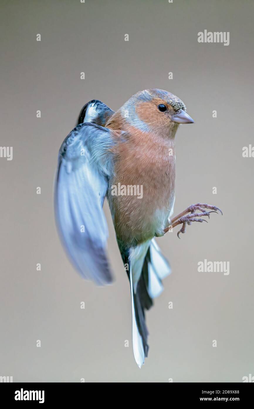 Chaffinch in mid flight Stock Photo - Alamy