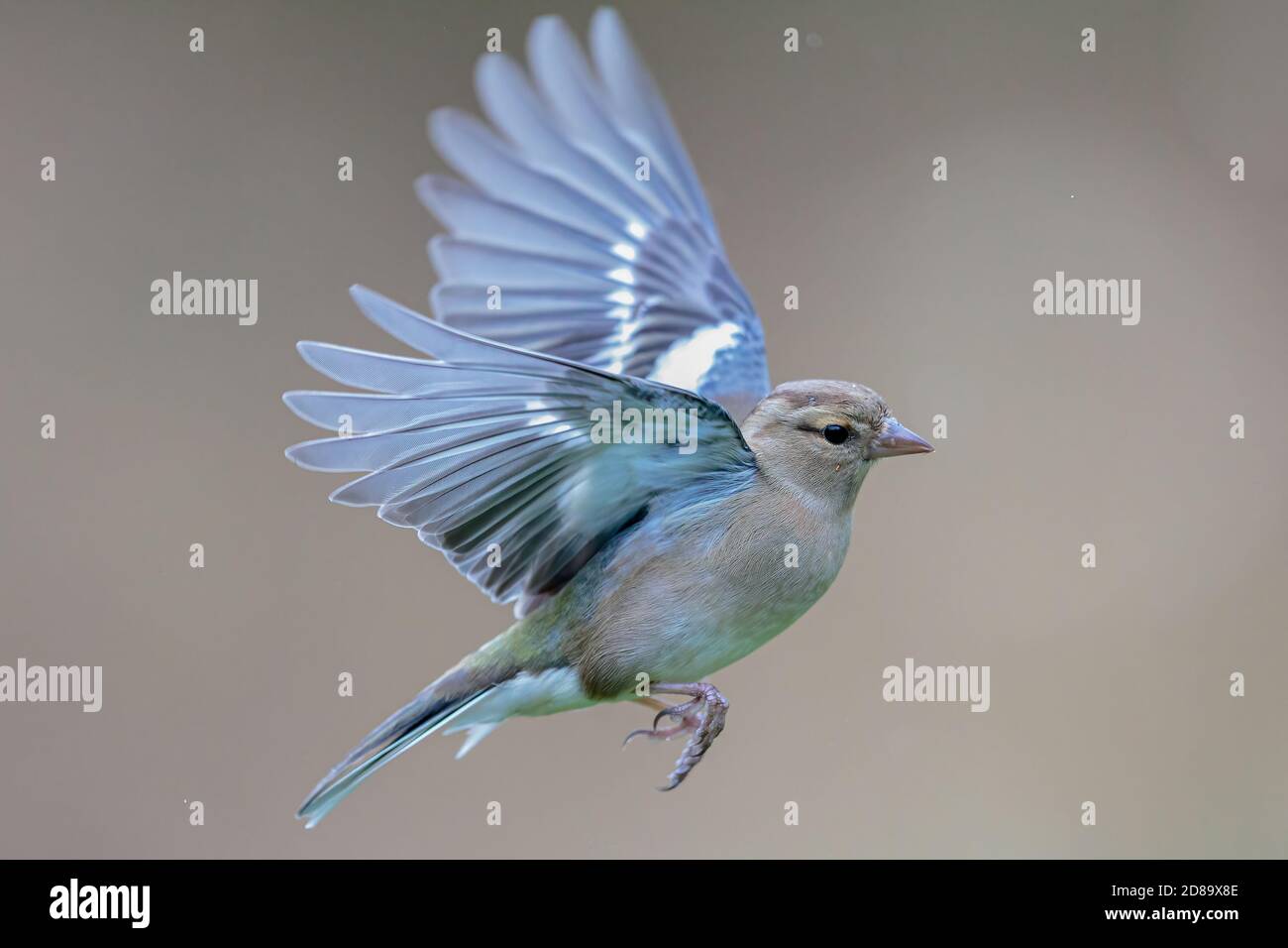 Chaffinch in mid flight Stock Photo - Alamy