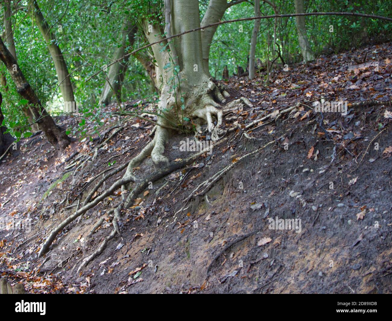 Kenwood House, Hampstead Heath, London. Stately home Parkland of ...