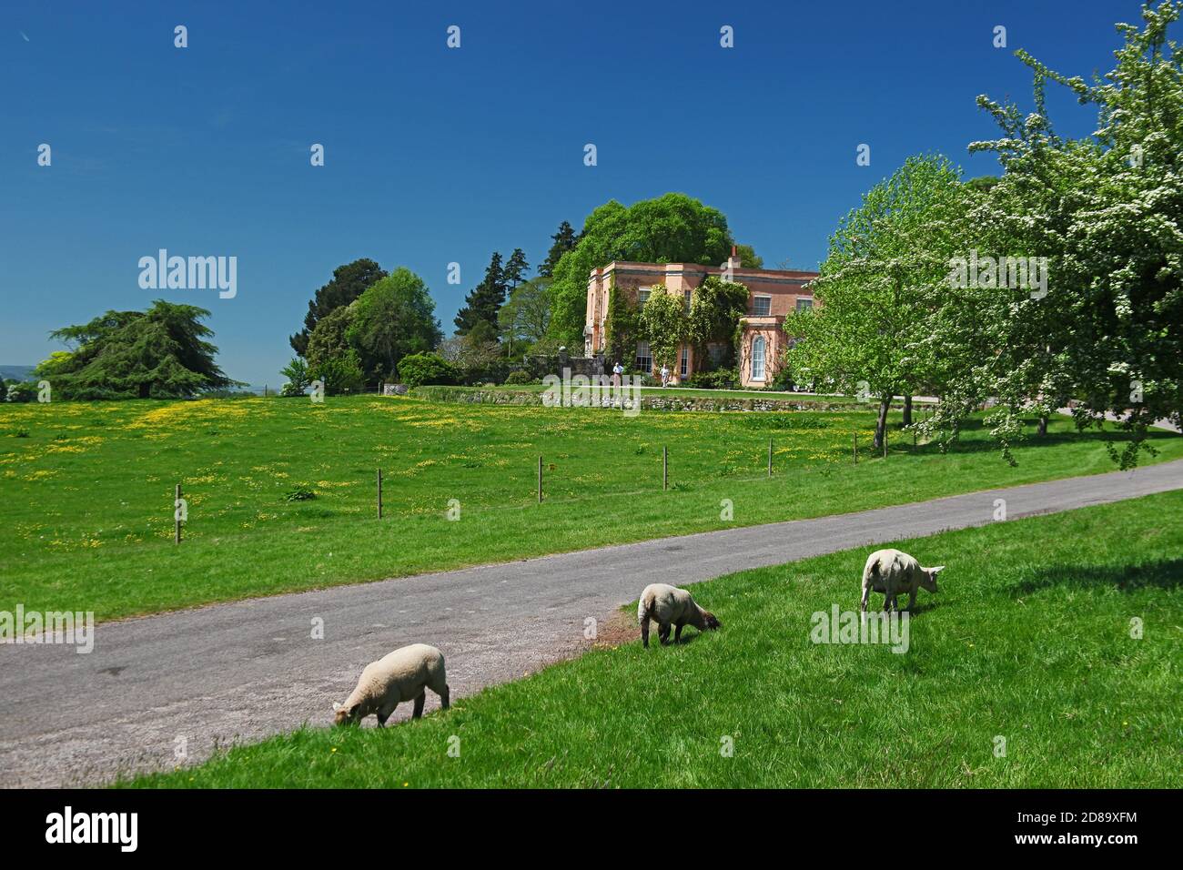 Sheep grazing in front of Killerton House near Exeter, Devon, England ...