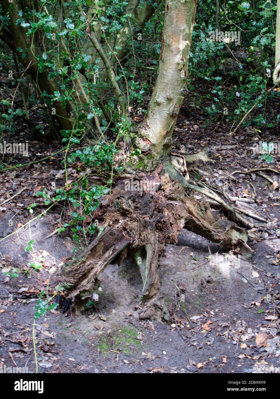 Kenwood House, Hampstead Heath, London. Stately home Parkland of ...