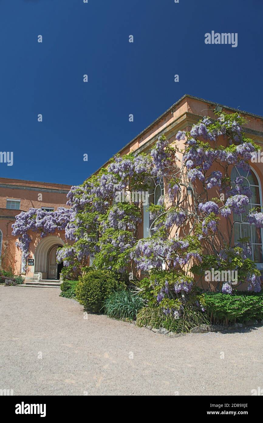 An impressive Wisteria sinensis on the exterior of Killerton House, nr ...
