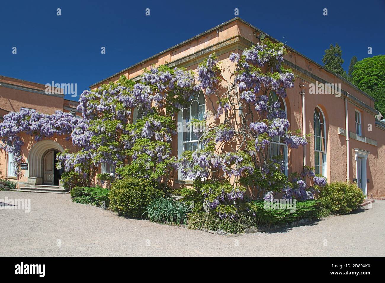 An impressive Wisteria sinensis on the exterior of Killerton House, nr ...